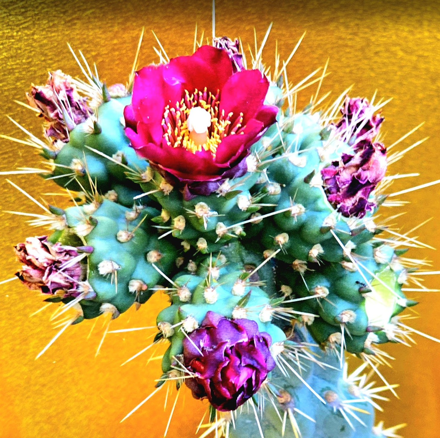 Home - Art Gallery | Modern and Contemporary | Art Collective Art ...